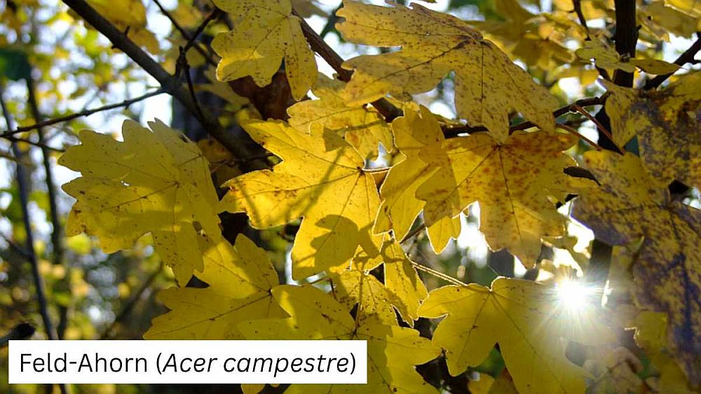 Blatt, Blätter, Laub 7 | Karin Greiner - Pflanzenlust