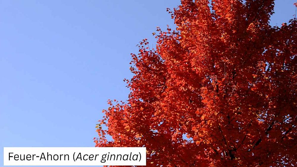 Blatt, Blätter, Laub 7 | Karin Greiner - Pflanzenlust