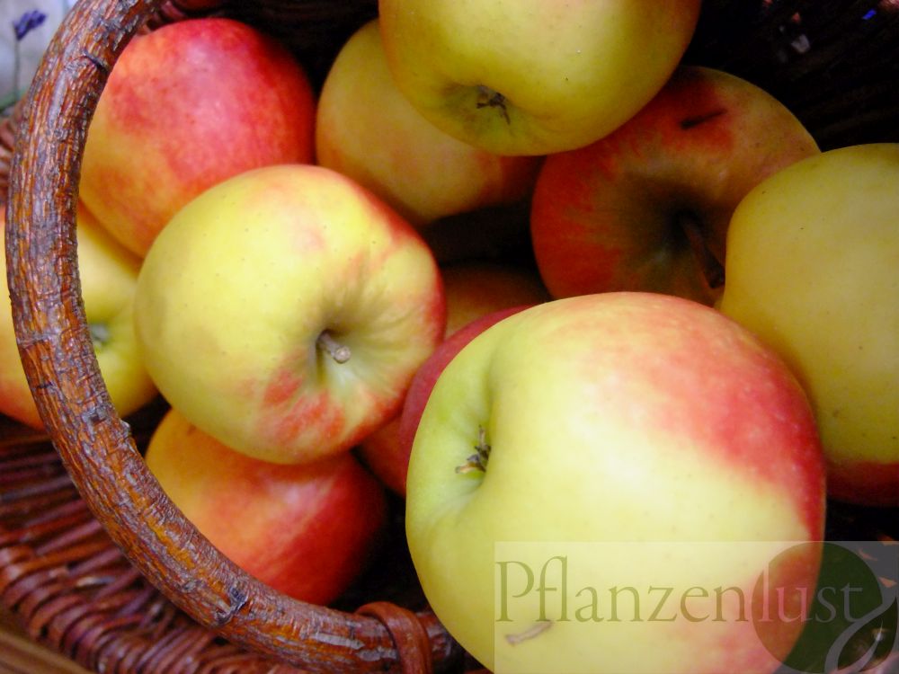 Warum wird der Apfel mürbe?