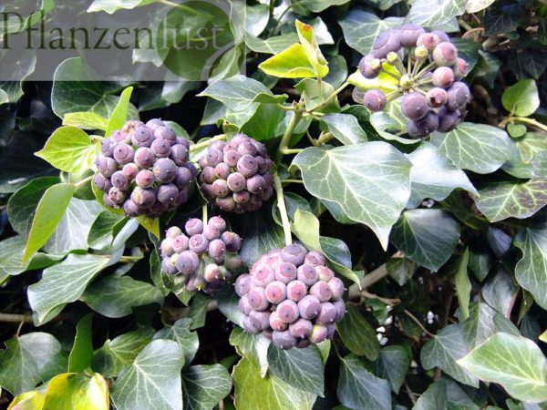 Efeu: giftig oder nicht?