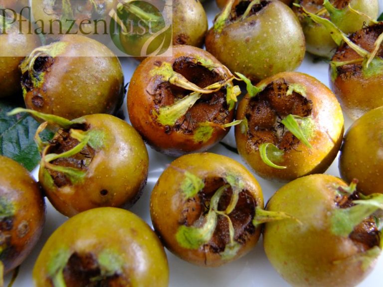 Mispeln - vitaminreiches Winterobst