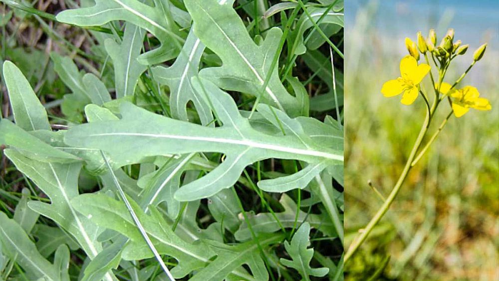 Von der Rauke zum Rucola | Karin Greiner - Pflanzenlust