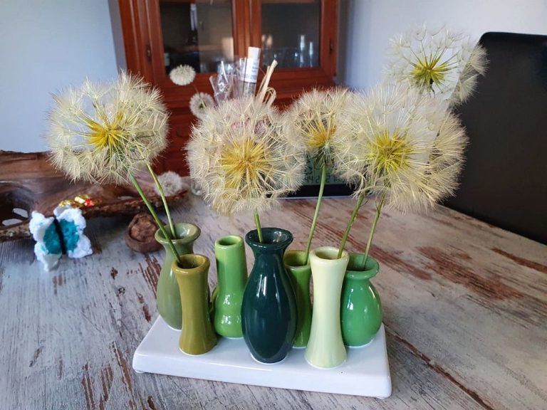 Riesen-Pusteblume | Karin Greiner - Pflanzenlust